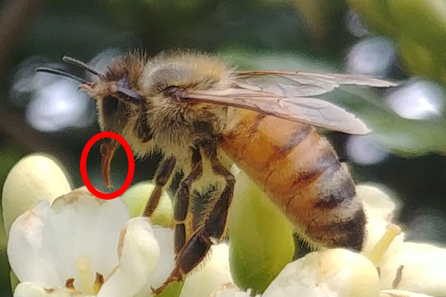 Definición de probóscide